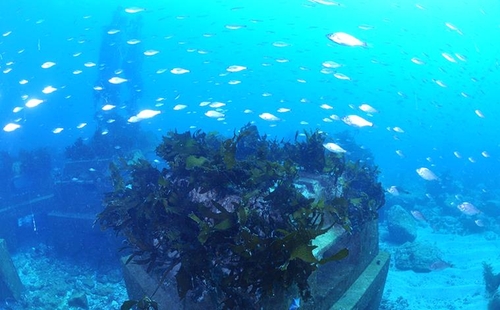 POSCO Creates Large-Scale Marine Forest in Pohang Through Public ...